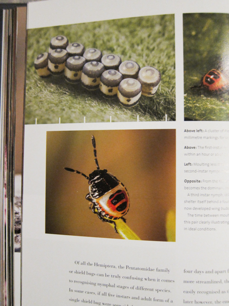 Metamorphosis – March Book Review – Enviro-Mentalist