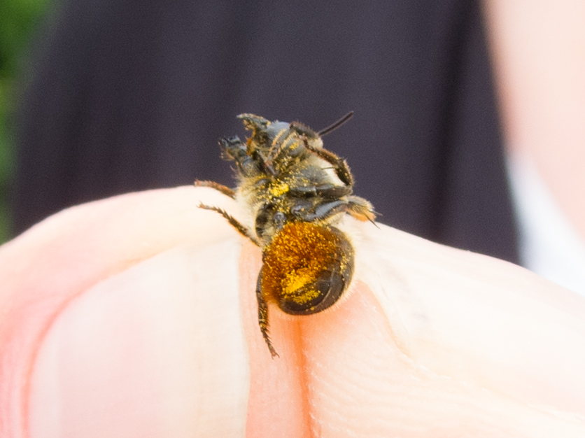 Bee Festival – Enviro-Mentalist